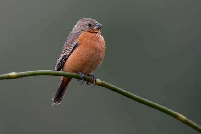 caboclinho-lindo (Sporophila minuta) | WikiAves - A Enciclopédia das ...