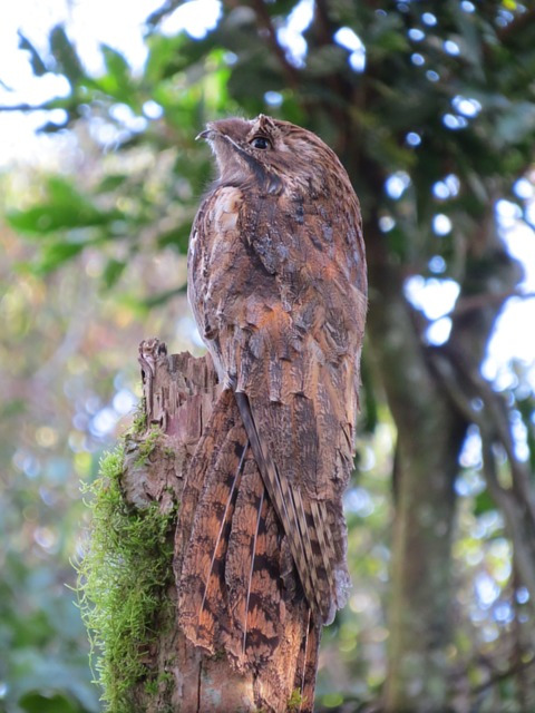 Foto urutau-pardo (Nyctibius aethereus) Por Eduardo Carrano | Wiki Aves ...