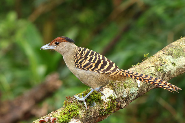 Foto matracão (Batara cinerea) Por Jose G. Oliveira | Wiki Aves - A ...