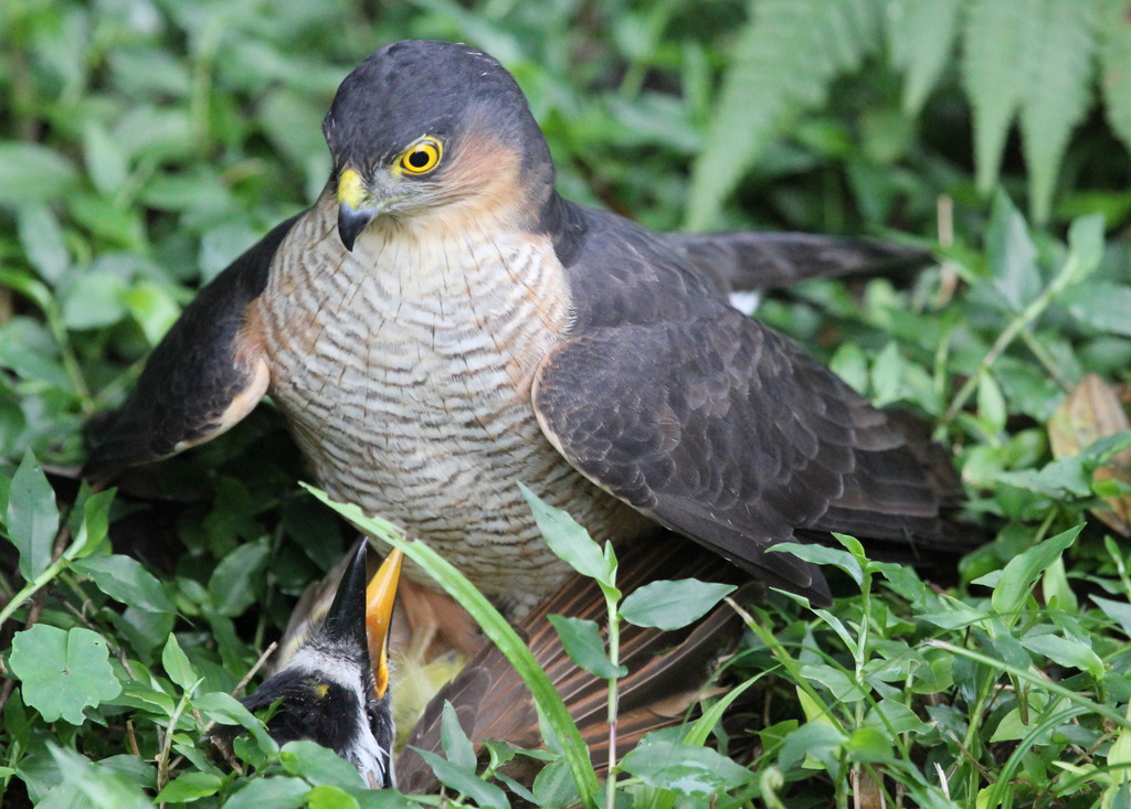 Foto tauató-miúdo (Accipiter striatus) Por Mathias Singer | Wiki Aves ...
