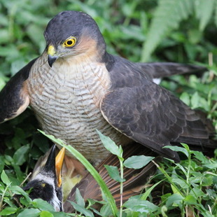 Accipitriformes | WikiAves - A Enciclopédia das Aves do Brasil