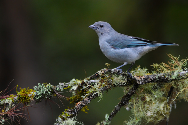 Foto sanhaço-cinzento (Thraupis sayaca) Por Joao Quental | Wiki Aves ...
