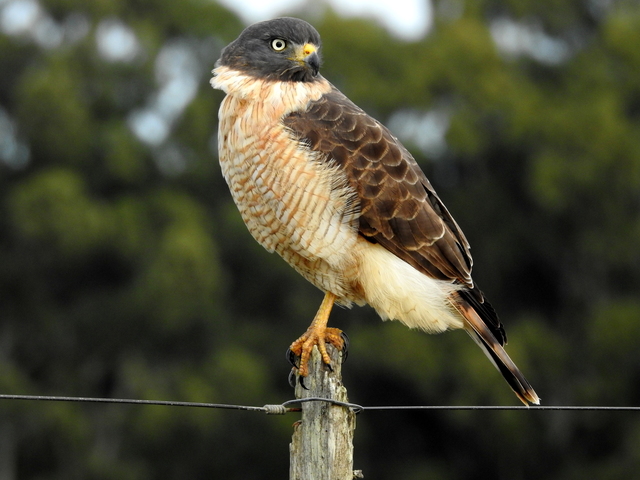 Foto gavião-carijó (Rupornis magnirostris) Por Daniel Berbare | Wiki ...
