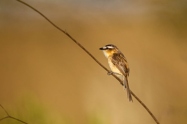 Foto papa-moscas-do-campo (Culicivora caudacuta) Por Claudio Furini ...