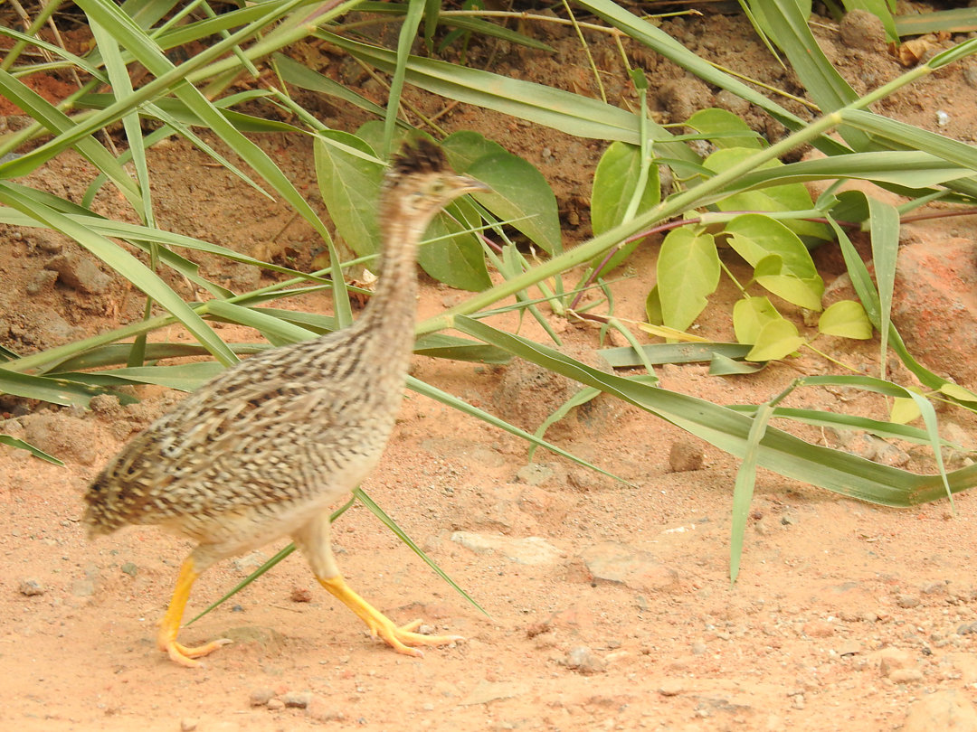 Foto codorna-do-nordeste (Nothura boraquira) Por Eduardo A. Batista ...