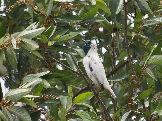 Foto araponga (Procnias nudicollis) Por João V. O. de Souza | Wiki Aves ...