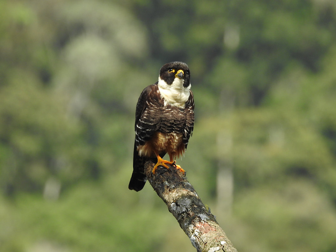Foto cauré (Falco rufigularis) Por Maurício Rodrigues | Wiki Aves - A ...