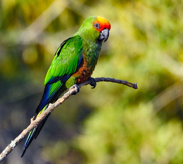 Foto jandaia-de-testa-vermelha (Aratinga auricapillus) Por Conceição ...