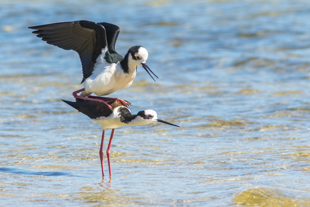 Foto pernilongo-de-costas-brancas (Himantopus melanurus) Por Fernando ...