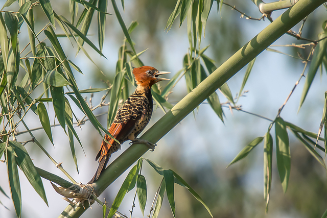Foto pica-pau-lindo (Celeus spectabilis) Por Celso B Almeida | Wiki ...
