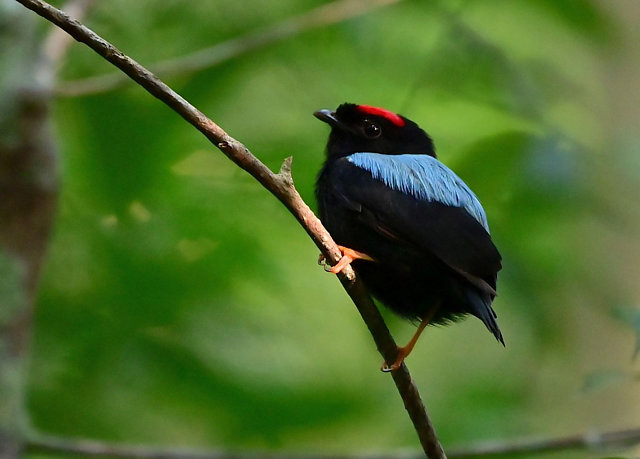 Foto tangará-príncipe (Chiroxiphia pareola) Por Stephen Jones | Wiki ...