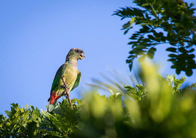 Foto maitaca-verde (Pionus maximiliani) Por Adiel Sousa | Wiki Aves - A ...