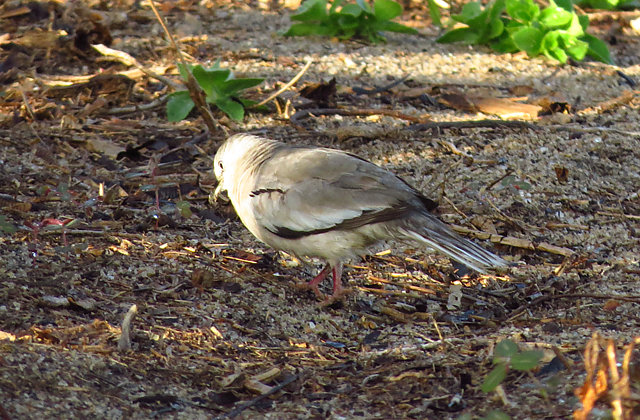 Foto rolinha-picuí (Columbina picui) Por Fernando Pacheco | Wiki Aves ...