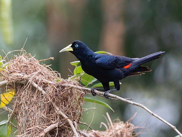 Foto guaxe (Cacicus haemorrhous) Por Anselmo d`Affonseca | Wiki Aves ...