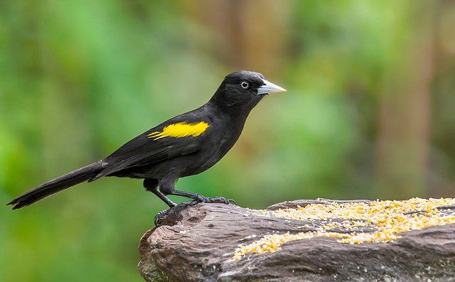 Foto tecelão (Cacicus chrysopterus) Por Gustavo R. Heisen | Wiki Aves ...