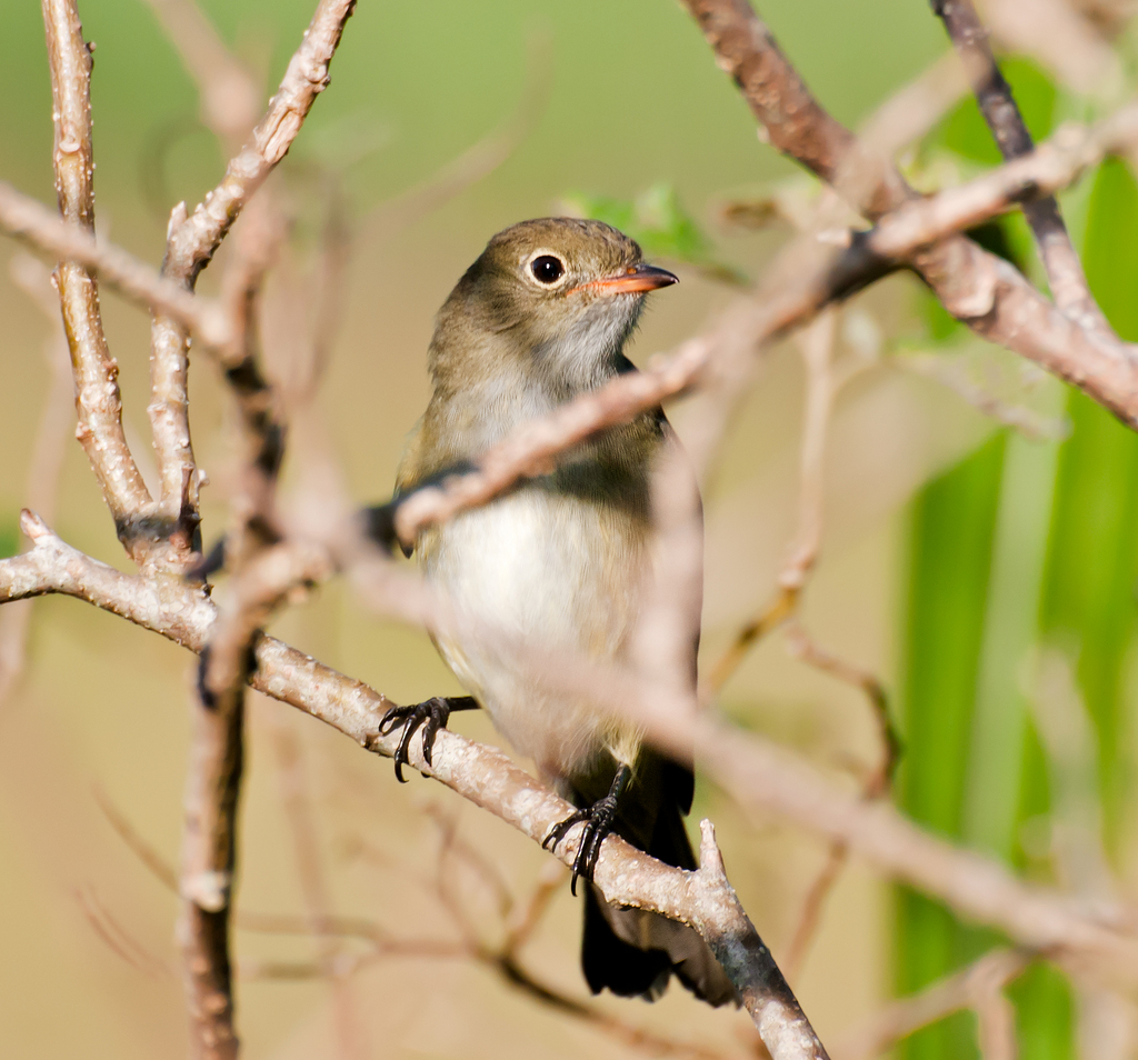 Foto tuque (Elaenia mesoleuca) Por Dario Sanches | Wiki Aves - A ...