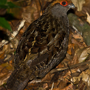 uru (Odontophorus capueira) | WikiAves - A Enciclopédia das Aves do Brasil