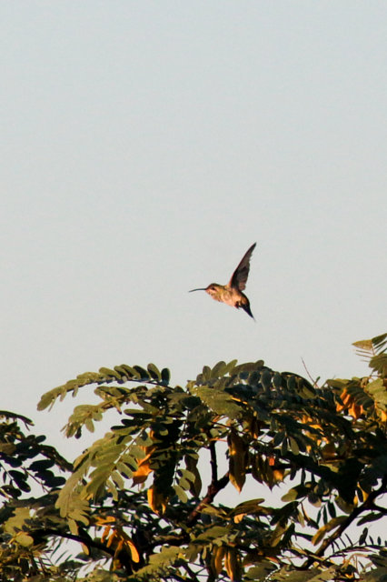 Foto beija-flor-de-bico-curvo (Polytmus guainumbi) Por Isabella Surjus ...