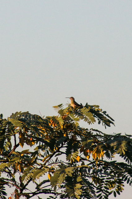 Foto beija-flor-de-bico-curvo (Polytmus guainumbi) Por Isabella Surjus ...
