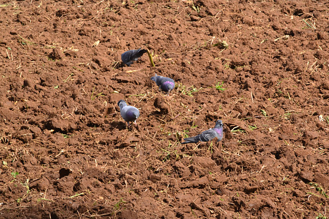 Foto pombo-doméstico (Columba livia) Por Lucas Gusso | Wiki Aves - A ...