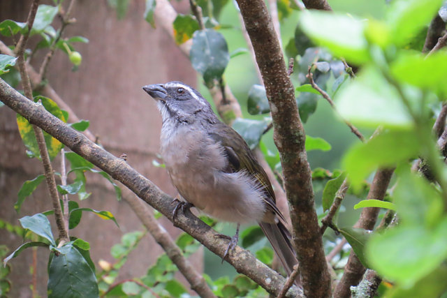 Foto trinca-ferro (Saltator similis) Por Rogerio Truglio | Wiki Aves ...