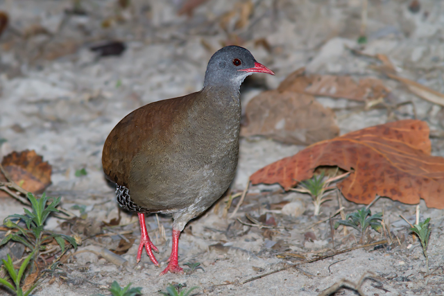 inhambu-chororó (Crypturellus parvirostris) | WikiAves - A Enciclopédia ...