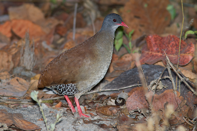 inhambu-chororó (Crypturellus parvirostris) | WikiAves - A Enciclopédia ...