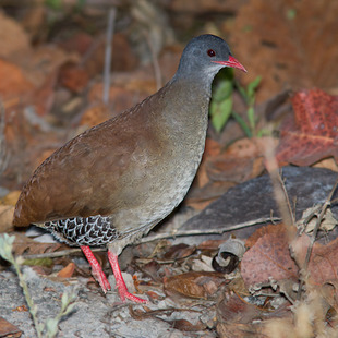 Tinamidae | WikiAves - A Enciclopédia das Aves do Brasil