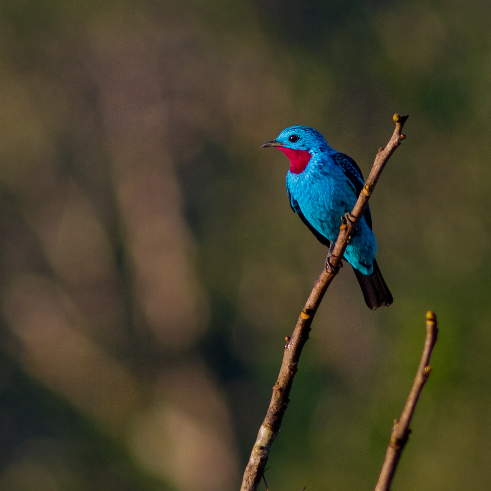 Foto anambé-azul (Cotinga cayana) Por Daniel Esser | Wiki Aves - A ...