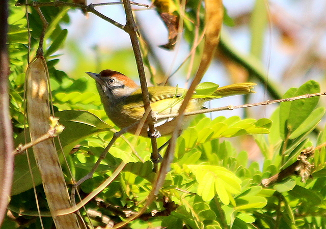 Foto vite-vite-de-olho-cinza (Hylophilus amaurocephalus) Por João ...