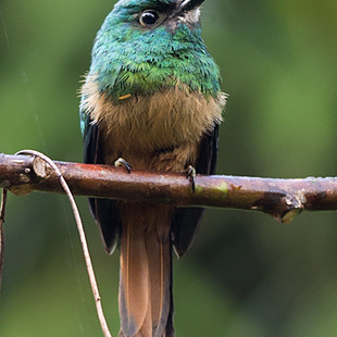 ariramba-da-capoeira (Galbula cyanescens) | WikiAves - A Enciclopédia ...