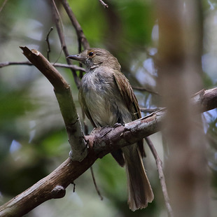 fruxu-do-cerradão (Neopelma pallescens) | WikiAves - A Enciclopédia das ...