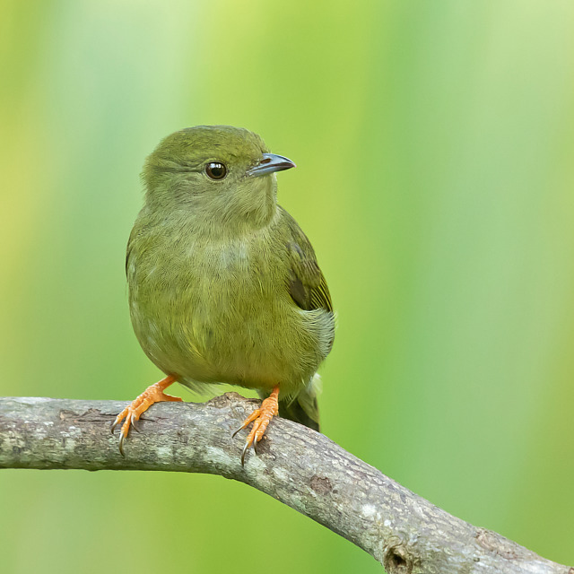 Foto rendeira (Manacus manacus) Por Marcelo Figueiroa | Wiki Aves - A ...