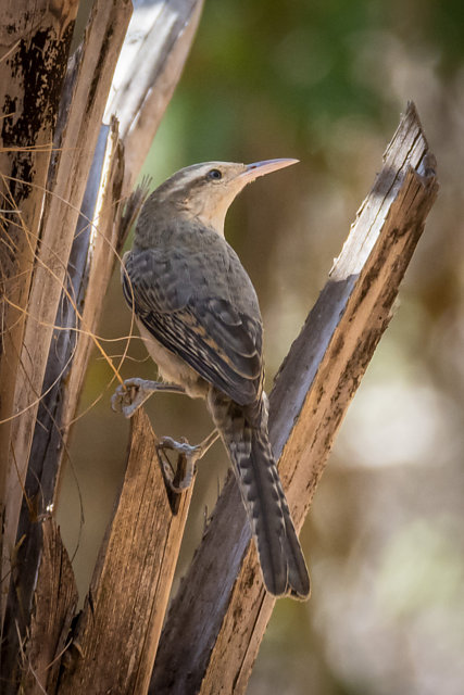 Foto catatau (Campylorhynchus turdinus) Por Leandro Espino | Wiki Aves ...