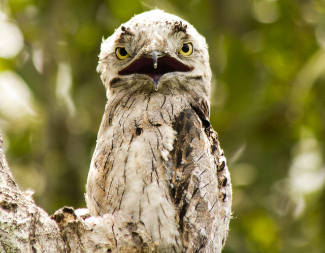Foto urutau (Nyctibius griseus) Por Wilson Lucheti | Wiki Aves - A ...
