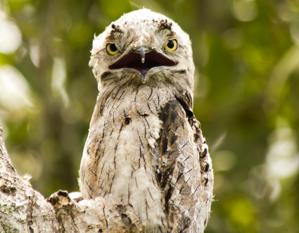 Foto urutau (Nyctibius griseus) Por Wilson Lucheti | Wiki Aves - A ...