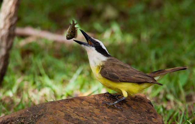 bem-te-vi (Pitangus sulphuratus) | WikiAves - A Enciclopédia das Aves ...