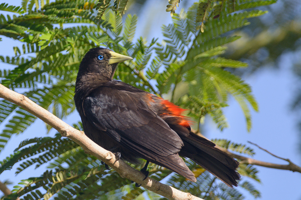 Foto guaxe (Cacicus haemorrhous) Por Sérgio Cedraz | Wiki Aves - A ...