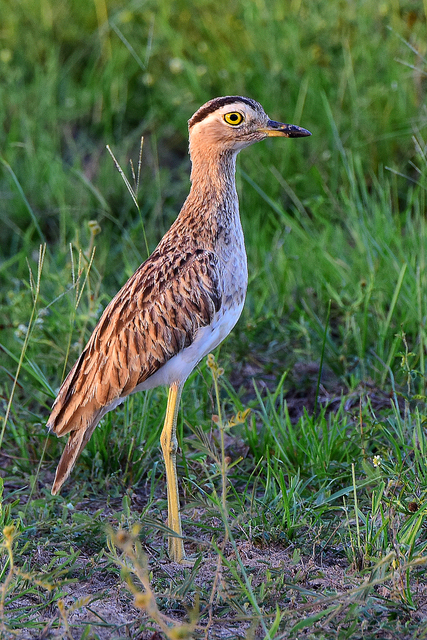 Foto téu-téu-da-savana (Burhinus bistriatus) Por Jorge Macêdo | Wiki ...