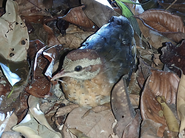 Foto inhambu-galinha (Tinamus guttatus) Por Olímpio Neto | Wiki Aves ...