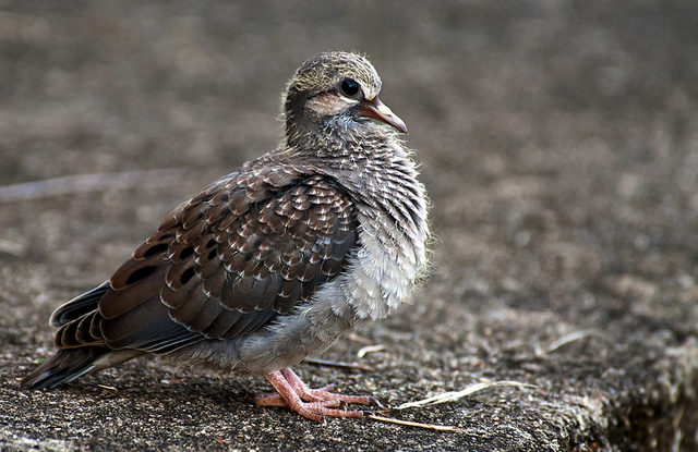 Foto avoante (Zenaida auriculata) Por Elisa Torricelli | Wiki Aves - A ...