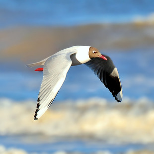 Laridae | WikiAves - A Enciclopédia das Aves do Brasil