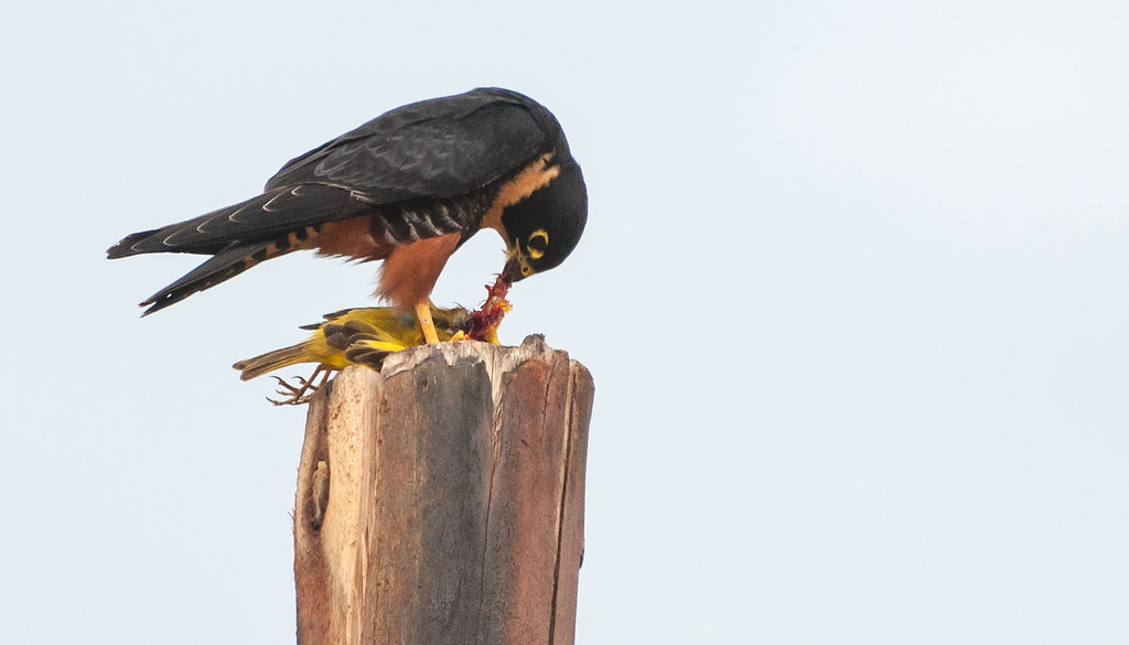 Foto cauré (Falco rufigularis) Por Vitor Herdy | Wiki Aves - A ...