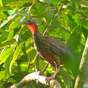 jacu-de-spix (Penelope jacquacu) | WikiAves - A Enciclopédia das Aves ...