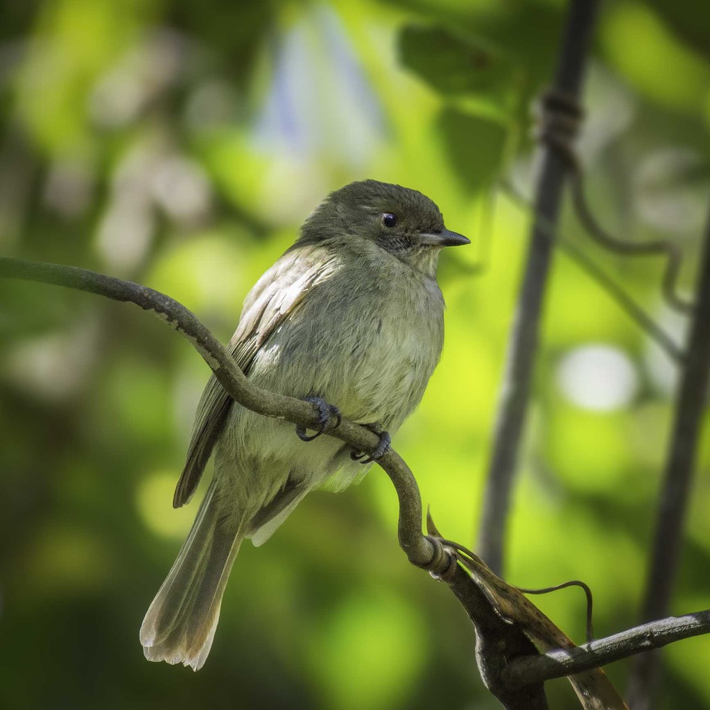 Foto fruxu-do-cerradão (Neopelma pallescens) Por Marcelo Telles | Wiki ...