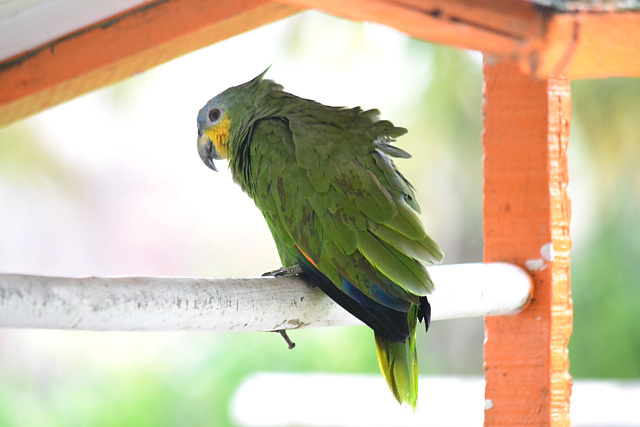 Foto curica (Amazona amazonica) Por Matheus Gallo | Wiki Aves - A ...