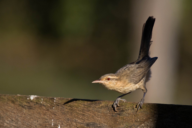 catatau (Campylorhynchus turdinus) | WikiAves - A Enciclopédia das Aves ...