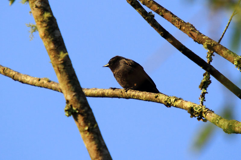 Foto chupim (Molothrus bonariensis) Por Roberto Gallacci | Wiki Aves ...
