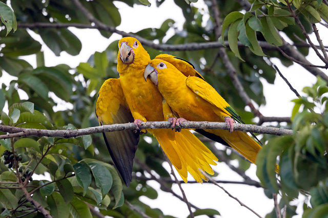 Foto ararajuba (Guaruba guarouba) Por Roberval Costa | Wiki Aves - A ...