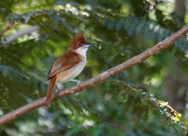 Foto choró-boi (Taraba major) Por Luiz Damasceno | Wiki Aves - A ...